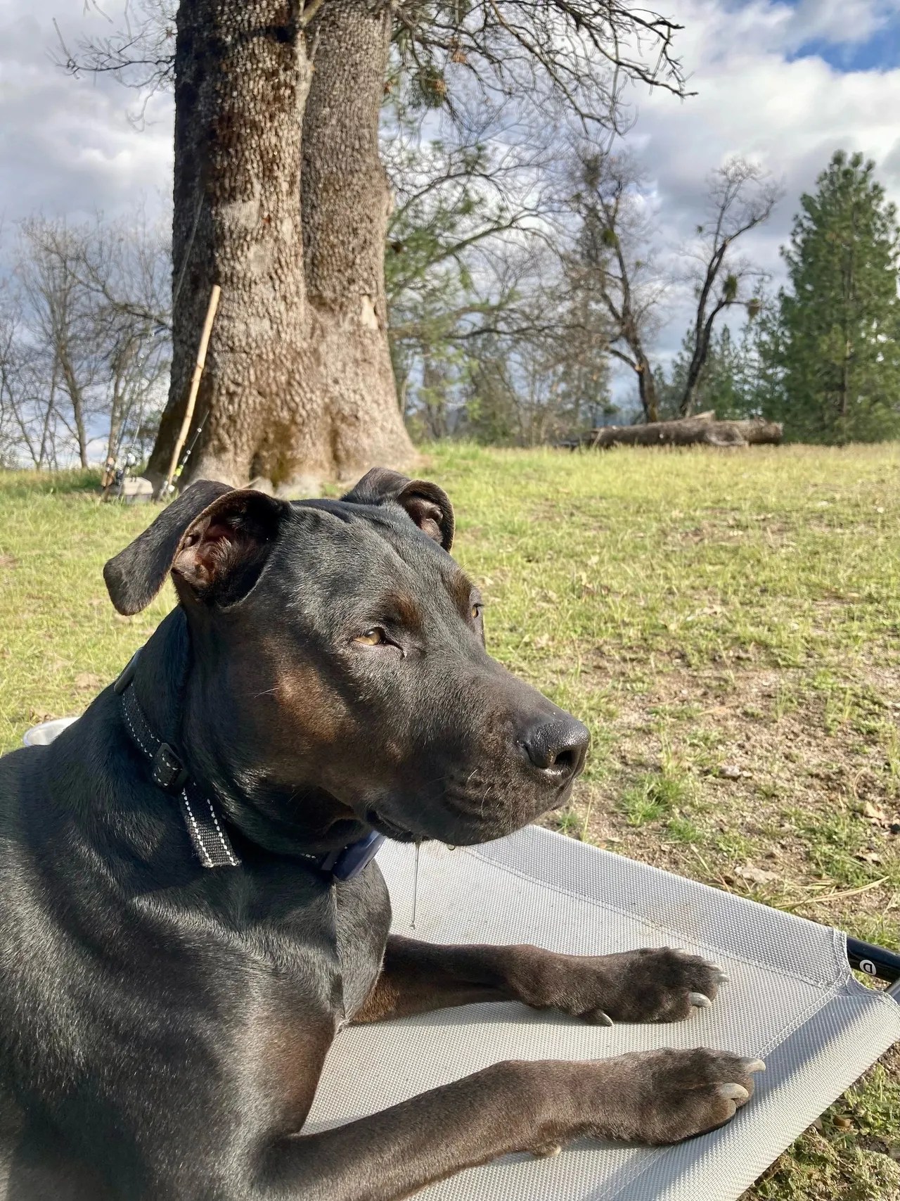 CONTENT K9S DOG TRAINING CO. LLC – Dog Training